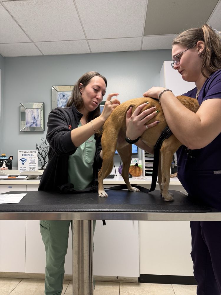 Stunning Calusa Animal Hospital Boca Raton Images