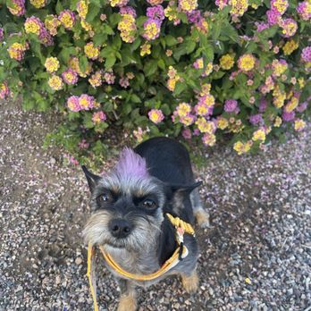 ARIZONA HUMANE SOCIETY - SOUTH MOUNTAIN CAMPUS - Updated January 2026 ...