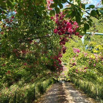 POINT DEFIANCE ROSE GARDEN - Updated December 2025 - 460 Photos & 30 ...