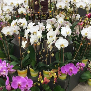 METROPOLITAN PLANT & FLOWER EXCHANGE - Updated December 2025 - 56 ...