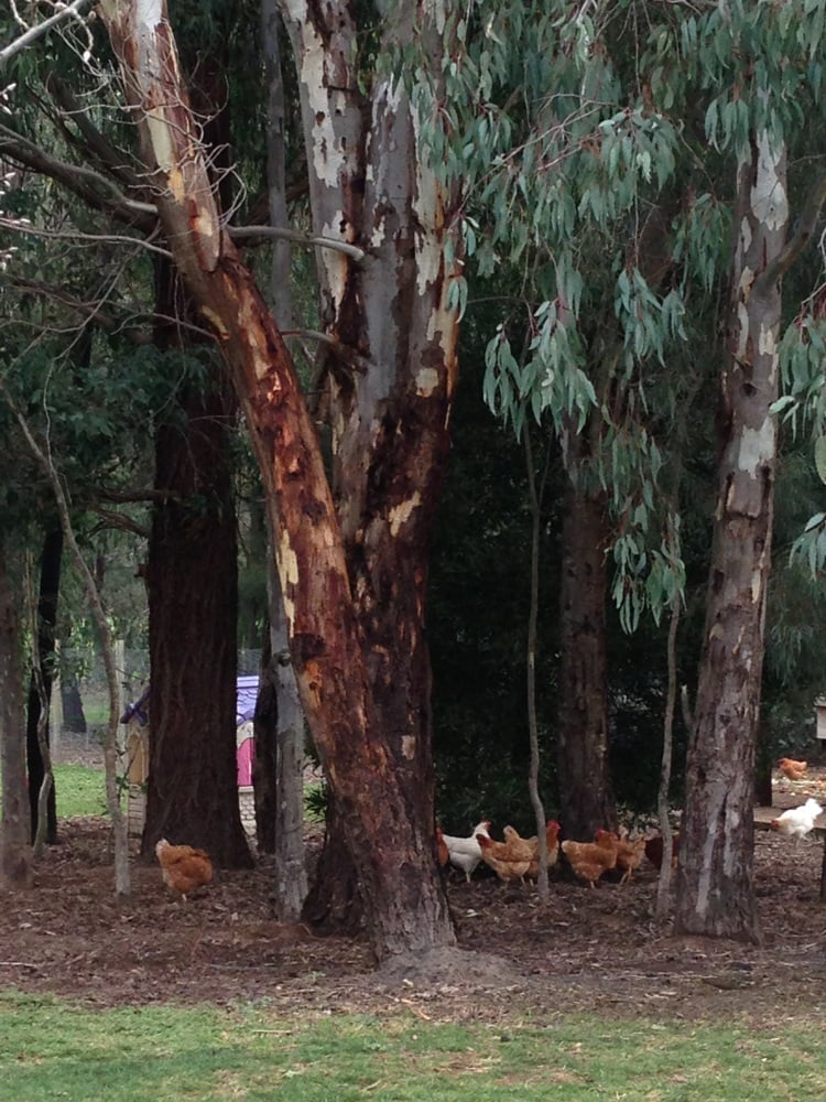 SAM MIRANDA OF KING VALLEY - Updated December 2025 - 1019 Snow Rd ...