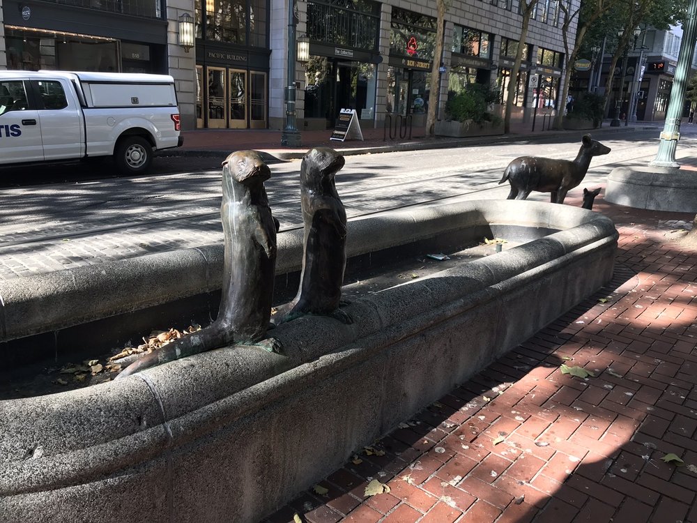 ANIMALS IN POOLS - Updated July 2025 - 44 Photos - SW Yamhill St & SW ...