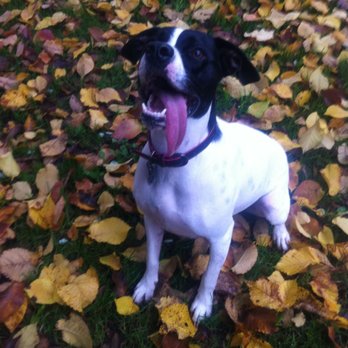 MAPLE LEAF PET CORNER - Updated December 2025 - 53 Photos & 106 Reviews ...