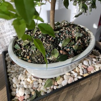 BONSAI OUTLET - Updated October 2025 - 48 Reviews - 914 S Main St ...
