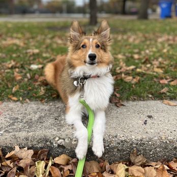 BORDER TAILS RESCUE - Updated October 2025 - 35 Photos & 44 Reviews ...