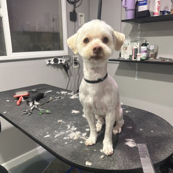 24hr dog daycare store
