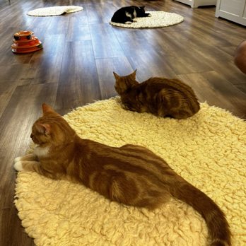 CATFE MONTCLAIR - Updated December 2025 - 35 Photos & 12 Reviews - 356 ...