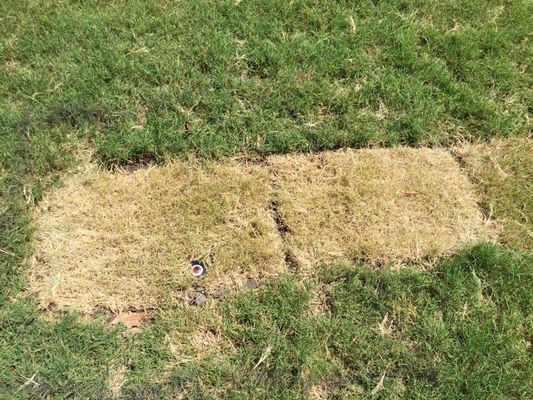 KING RANCH TURFGRASS - Updated December 2025 - 26 Photos & 65 Reviews ...