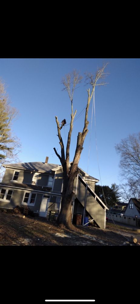 ALL CITY TREE - Updated August 2024 - Dayton, Ohio - Tree Services ...