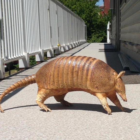 ARMADILLO ROOFING - 141 Wallis St, Eugene, Oregon - Roofing - Phone ...