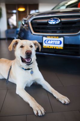 CARTER SUBARU SHORELINE - Updated July 2025 - 185 Photos & 512 Reviews ...