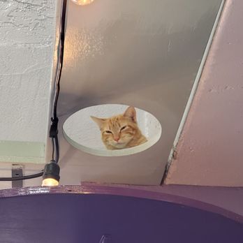 PHX CAT CAFE - Updated November 2025 - 511 Photos & 158 Reviews - 147 E ...