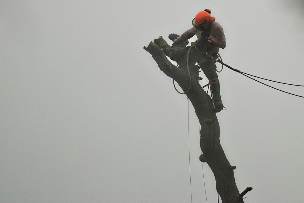 TREE NINJAS - Request a Quote - 113 Grace St, Lexington, South Carolina ...