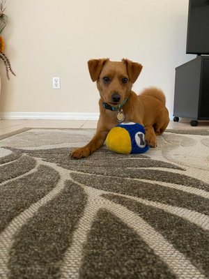 24PETWATCH - Updated June 2026 - 21 Photos & 536 Reviews - 3315 ...