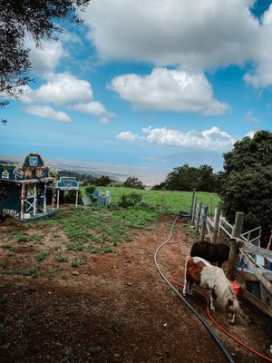 KULA COUNTRY FARMS - 670 Photos & 96 Reviews - Farmers Market - 6240 ...