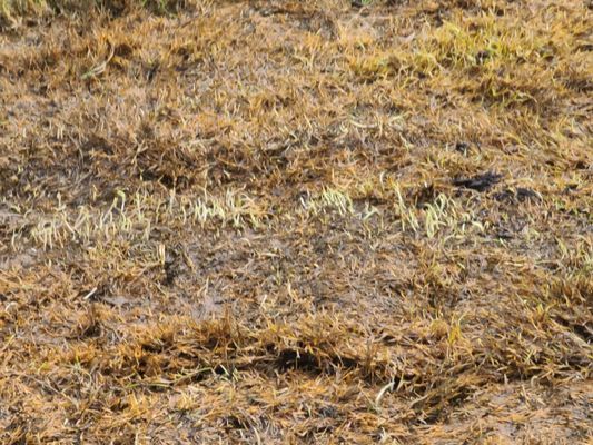 THOMAS TURFGRASS - Updated December 2025 - 18 Photos & 21 Reviews ...