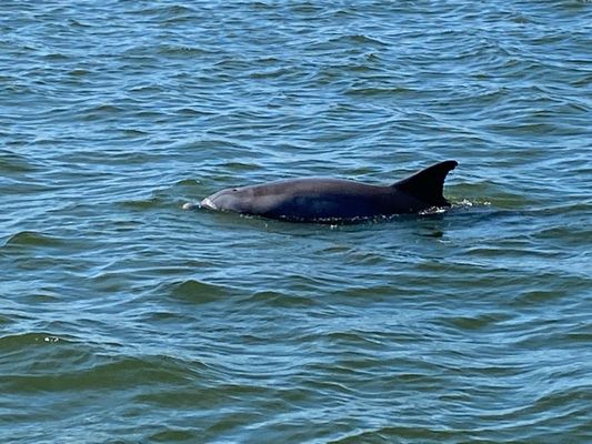 NAG’S HEAD DOLPHIN WATCH - Updated August 2025 - 17 Photos & 20 Reviews ...