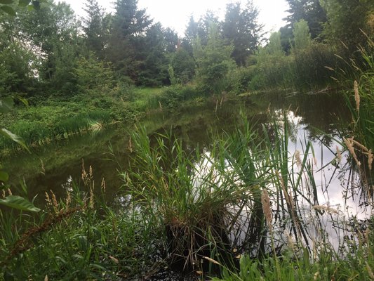 BLACK RIVER RIPARIAN FOREST AND WETLAND - Updated October 2025 ...