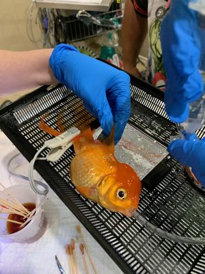 K+K VETERINARY SERVICES - KARING FOR KREATURES 【135 Photos & 65 Reviews ...