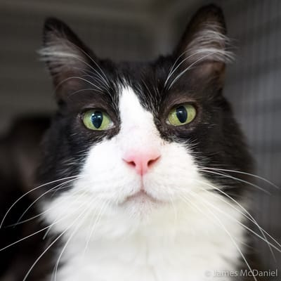 MEOW CAT RESCUE & ADOPTION - 20 Photos & 76 Reviews - 10600 NE 68th St ...