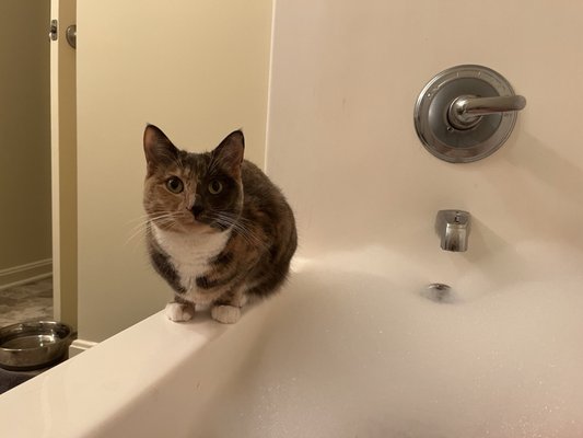 HERSHIRE ANIMAL HOSPITAL - Updated December 2025 - 13 Reviews - 406 ...