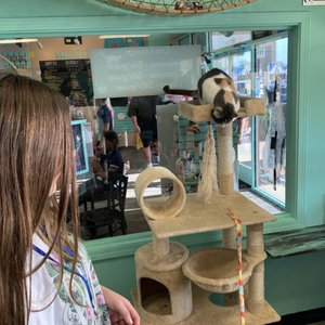 MOCHAS AND MEOWS - 81 Photos & 44 Reviews - 3265 Falls Pkwy, Branson ...