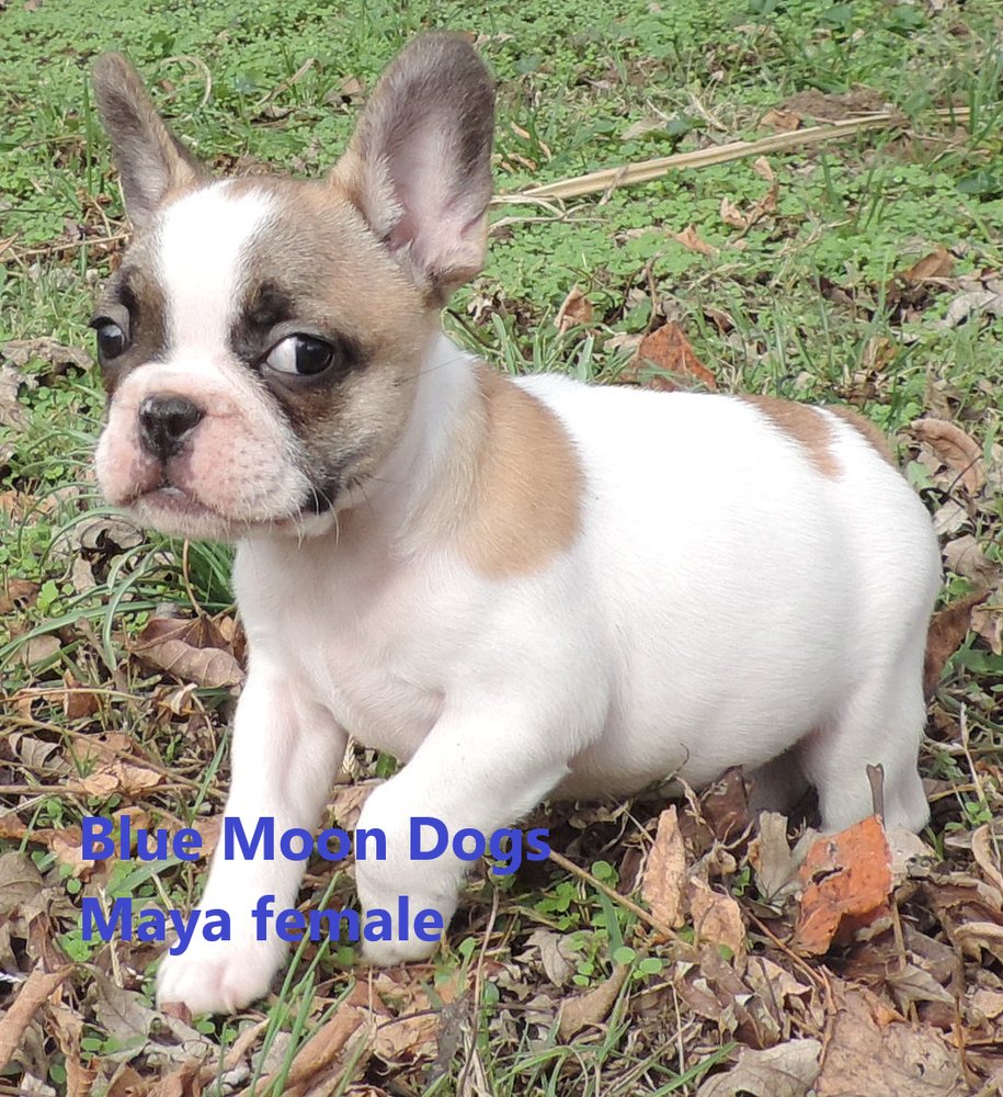 BLUE MOON DOGS - Updated December 2025 - Request Information - Big ...