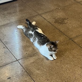 NOCO CAT CAFE - Updated October 2025 - 18 Photos & 22 Reviews - 121 E ...