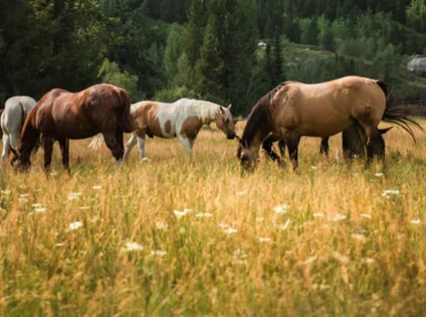 SHIPTON’S BIG R EAST - Updated October 2025 - 216 N 14th St, Billings ...