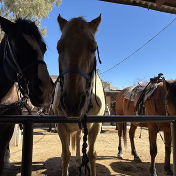 PONDEROSA STABLES - Updated March 2025 - 285 Photos & 218 Reviews ...