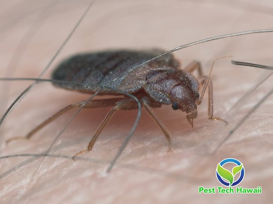 PEST TECH HAWAII - Updated January 2026 - 84 Photos & 125 Reviews ...