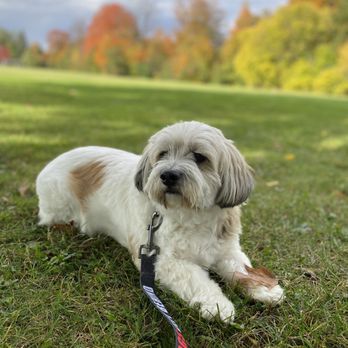 NO DOGS LEFT BEHIND - Updated February 2025 - 60 Photos & 21 Reviews ...