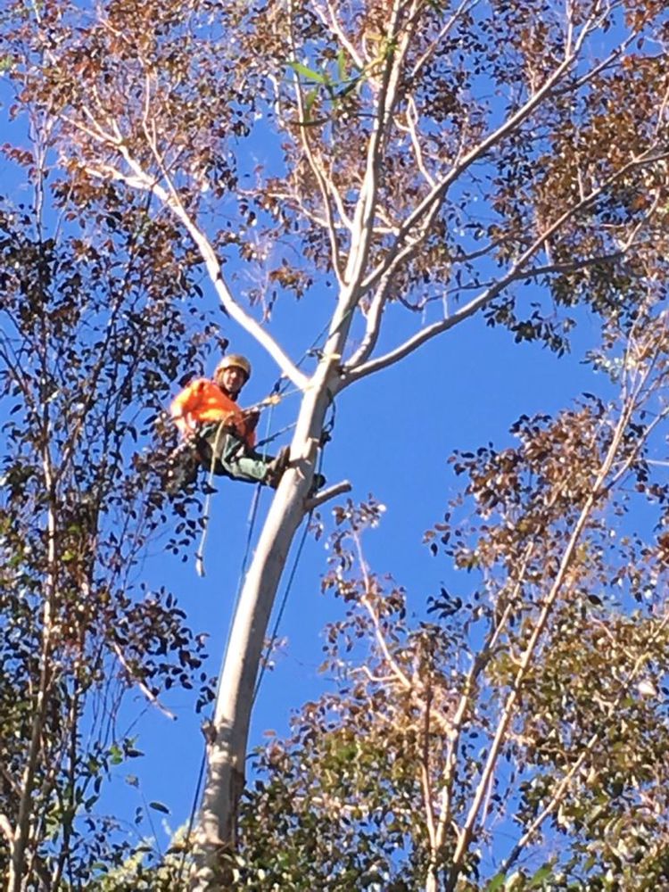 HECTOR TREE CARE - Updated September 2024 - 11 Reviews - Escondido ...