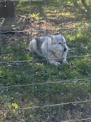 THE WOLF SANCTUARY OF PA - 257 Photos & 91 Reviews - 465 Speedwell ...