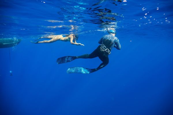 ONE OCEAN DIVING - 325 Photos & 273 Reviews - Haleiwa Harbor, Haleiwa ...