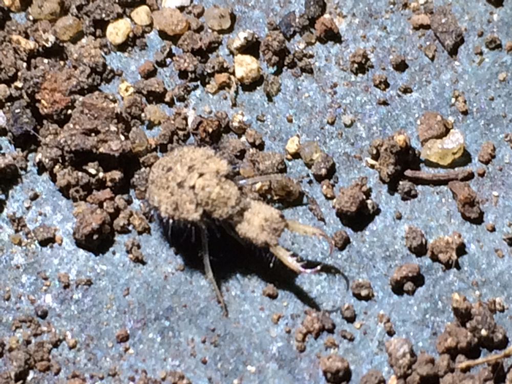 BUG OUT PEST MANAGEMENT - Updated August 2025 - Kerrville, Texas - Pest ...