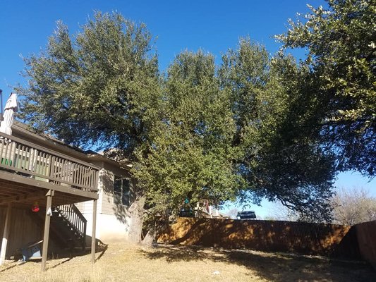 TEXAS HILL COUNTRY TREES - Updated October 2025 - 36 Photos & 55 ...