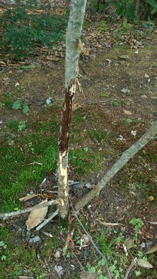 LUCAS TREE EXPERTS - Updated October 2025 - 25 Photos & 10 Reviews ...