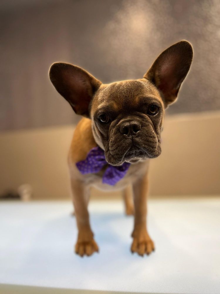 BARKS AND BUBBLES DOG AND CAT GROOMING - Updated March 2025 - 65 Photos ...