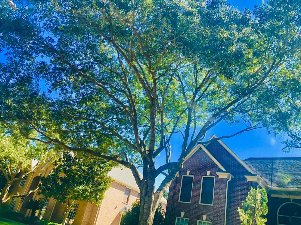 M&M TREE SERVICES - Updated January 2025 - Request a Quote - Houston ...