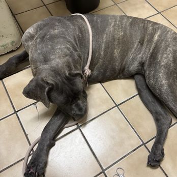 LOMA LINDA ANIMAL HOSPITAL - Updated July 2025 - 247 Photos & 860 ...