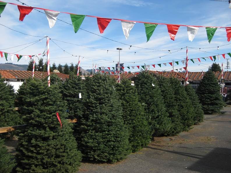 CORRIGAN’S CHRISTMAS TREES - Updated December 2025 - 121 Martinelli St ...