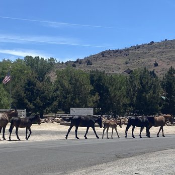 RENO TAHOE EQUESTRIAN CENTRE - Updated August 2025 - 24 Photos & 11 ...