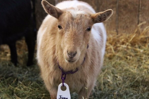 RUSTIC ROAD FARM - Updated December 2025 - 70 Photos & 22 Reviews ...