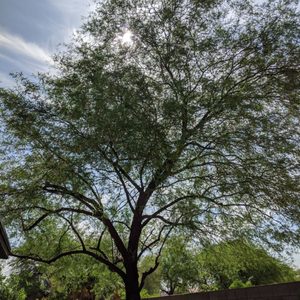 SAM THE TREE GUY - Updated May 2024 - 22 Photos & 15 Reviews ...