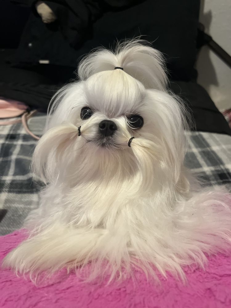 BEAUTIFUL LOVE - Updated April 2024 - Jacksonville, Florida - Pet ...