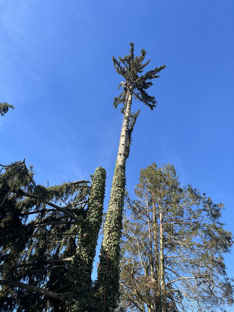 TOP NOTCH TREE CLIMBERS - Updated July 2024 - Bristolville, Ohio - Tree ...