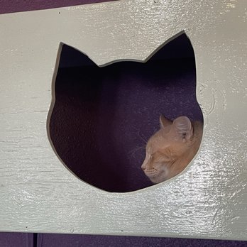 PHX CAT CAFE - Updated November 2025 - 511 Photos & 158 Reviews - 147 E ...