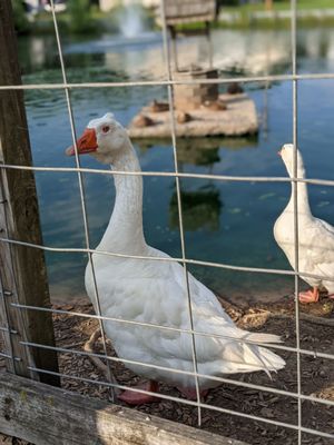 MCCRAY’S FARM AND COUNTRY CREAMERY - Updated July 2025 - 46 Photos & 50 ...