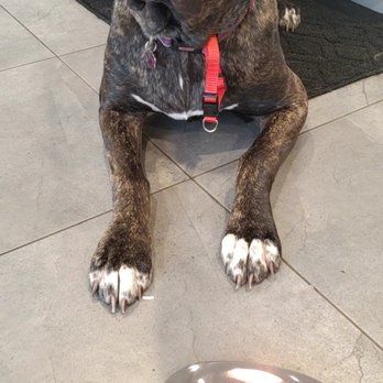 LE MARCEL BAKERY FOR DOGS - Updated August 2024 - 259 Photos & 160 ...